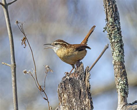 Carolina Wren In November Mike Powell