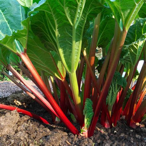 Best Rhubarb Varieties To Grow In The Uk Roots Plants