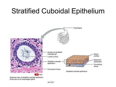 Stratified Cuboidal Epithelium Biology Notes Online