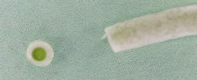 Root Modifications BIOL APBI 210 Lab Information