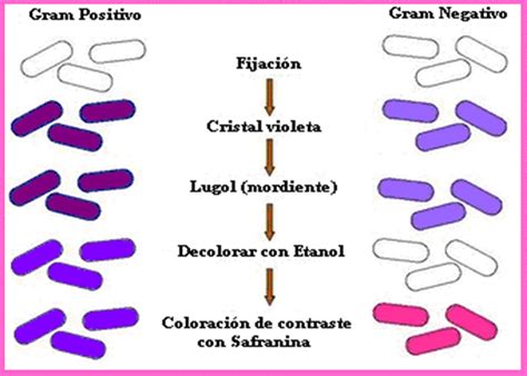 Bacterias Actuaciencia Diferenciar Las Eubacterias En Dos Bloques