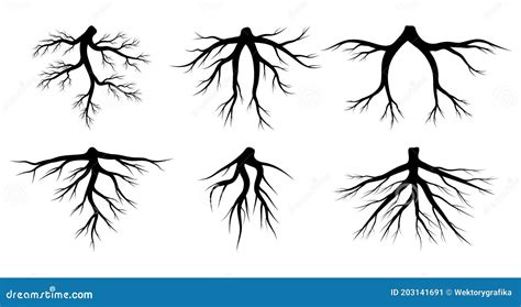 Root Vector Set Isolated On White Background Tree Roots System