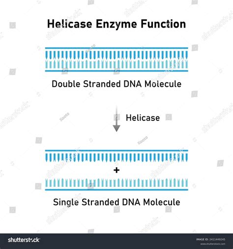Helicase Enzyme Function Scientific Design Vector Stock Vector Royalty