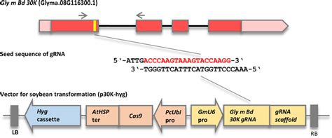 Schematic Diagram Of Simultaneous Site Directed Mutagenesis Using The