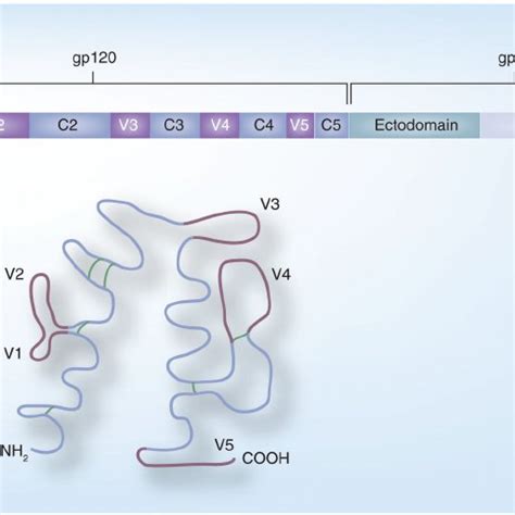 Schematic Of Hiv 1 Envelope Download Scientific Diagram