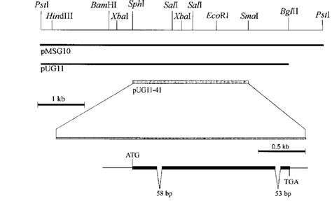 Partial Restriction Enzyme Map Of The Psti Psti Fragment Of The Pmsg10
