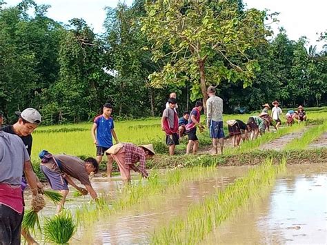 လှိုင်းဘွဲမြို့နယ်၌ ဆင်းသုခမိုးစပါး Rs Cs မျိုးစေ့ထုတ်စံပြစိုက်ခင်း ၅ ဧကကိုစုပေါင်းစိုက်ပျိုးပ