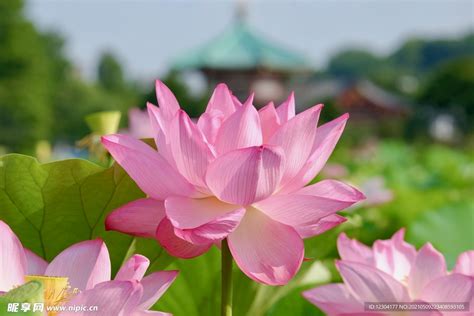 莲花 摄影图 花草 生物世界 摄影图库 昵图网