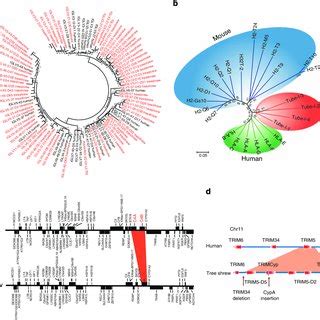 PDF Genome Of The Chinese Tree Shrew