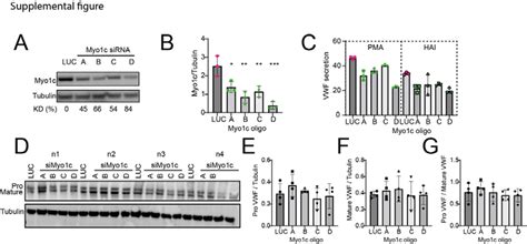 Figure S5 Sirna Depletion Of Myo1c Reduces Vwf Secretion But Does Not
