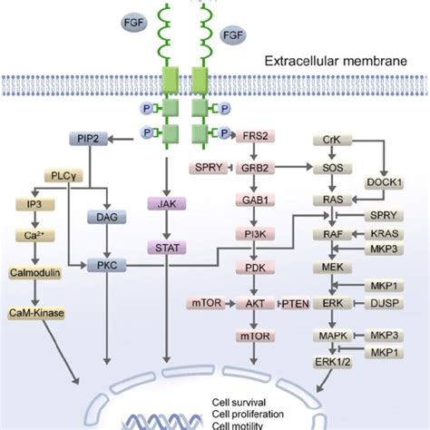 Schematic Diagram Showing Several Fgf Signaling Pathways Fgfr Is
