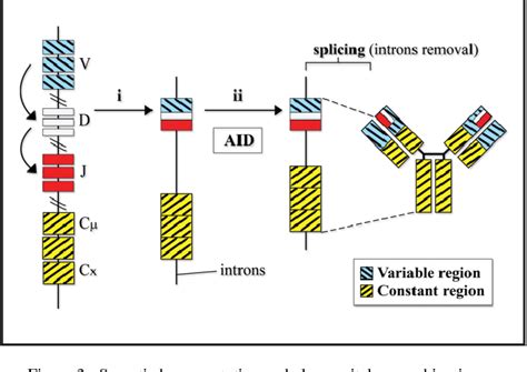 Figure 2 From Learning In Immune Network Algorithm For Multi Robot Cooperation Semantic Scholar