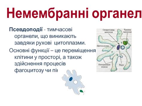 Органели клітини презентация доклад