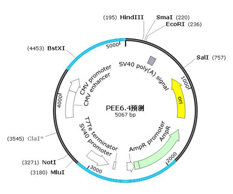 Pee64 Gs系统 Cho 细胞蛋白表达载体 抗体表达质粒 抗体表达质粒 真核质粒 产品展示 上海海吉浩格生物科技有限公司