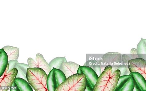사실적인 열대 잎이 있는 수채화 이음매 없는 배너 몬스테라 칼라듐 무화과나무 잎의 그림은 흰색 배경에 분리되어 있다 아름 다운 식물 손으로 그린 꽃 요소 디자이너 스파 장식