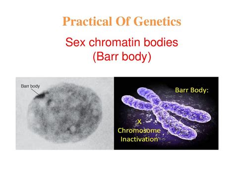 Sex Chromatin Bodies Barr Body Ppt Download
