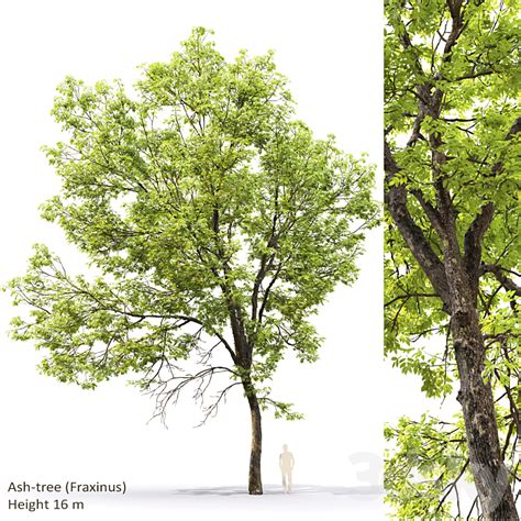 [3dsky] Ash 3d Model New Update 2023