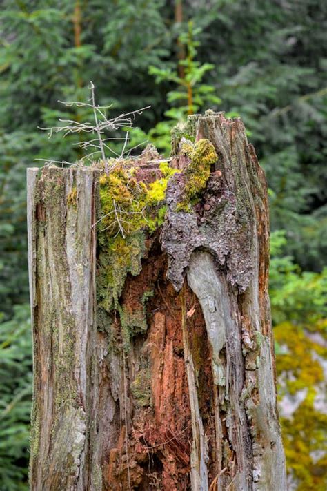 집 밖의 경치 광야 그랜드 에스트 그루터기 그루터기 질감 나무 나무 껍질 나무 껍질 질감 나무 둥치 나무가 우거진 녹색 러스틱 목재 부식 부식