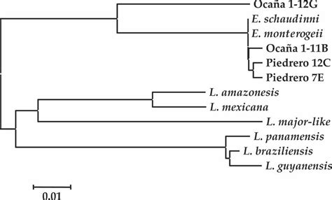 Phylogenetic Tree Of Cyt B Gene Sequences Among Species The Cyt B Download Scientific Diagram