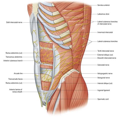Posterior Rectus Sheath