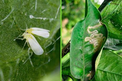 Plagas Y Enfermedades De Las Plantas Listas Y Cómo Eliminarlas Fotos