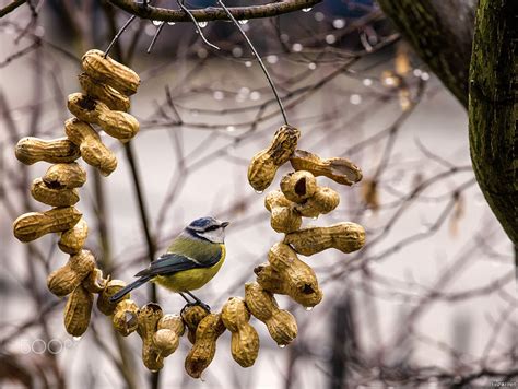 Birds Detection Object Detection Dataset And Pre Trained Model By Katya Savchenko