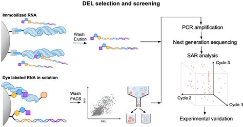 Dna‐encoded Libraries And Their Application To Rna Yang 2023 Israel Journal Of Chemistry