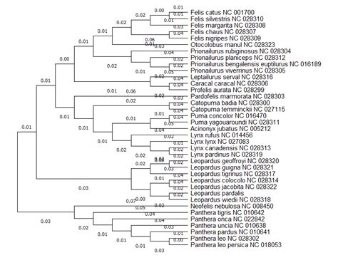 Nested Hierarchies In His Image