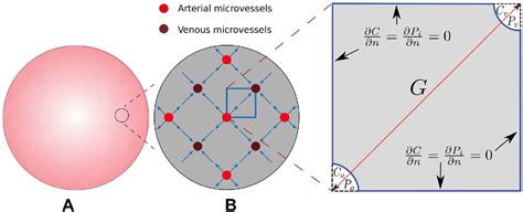 Figure 1 From Investigation Of The Spatiotemporal Responses Of Nanoparticles In Tumor Tissues