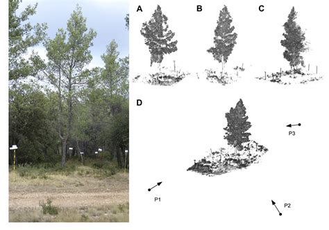 Figure 2 From An Architectural Model Of Trees To Estimate Forest Structural Attributes Using