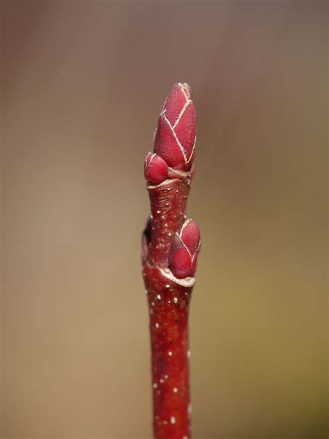 Red Maple Identify That Plant