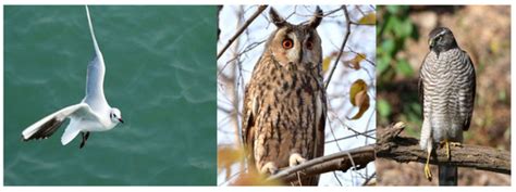 Optimization Of The Bionic Wing Shape Of Tidal Turbines Using Multi Island Genetic Algorithm