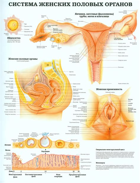 Human Body Anatomy Muscle Anatomy Health And Wellness Health Fitness Best Workout Routine