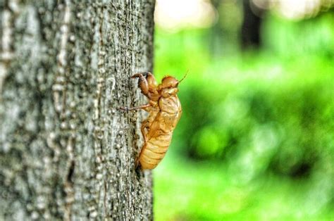 Hardwood Tree Pest Images Free Download On Freepik