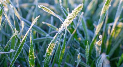 Unlocking The Potential Of Remote Sensing Estimating Winter Cover Crop