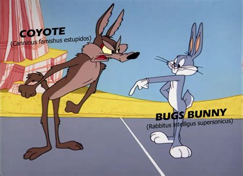 Metv Toons Fan Group If The Bugs And Coyote Cartoons Have The Latin