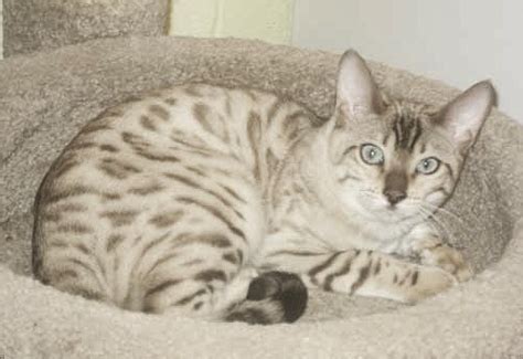 Indian Creek Bengals The Snow Bengal