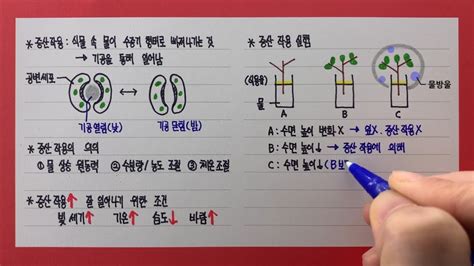 식물의 증산작용 Youtube