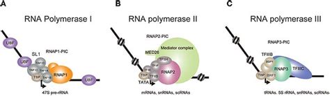 Rna Polymerase Structure And Function