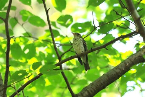 幼鳥 長良の落陽 Ⅱ