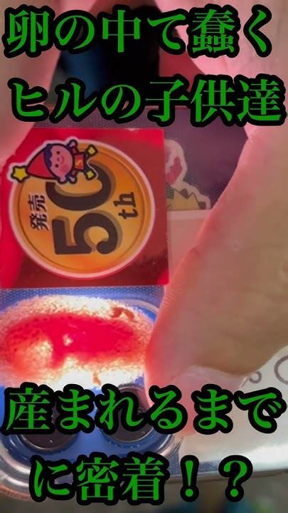 ヒルの卵の中身はどうなってるの？ Shorts 生き物 閲覧注意 ヒル Hirudo チスイビル Youtube