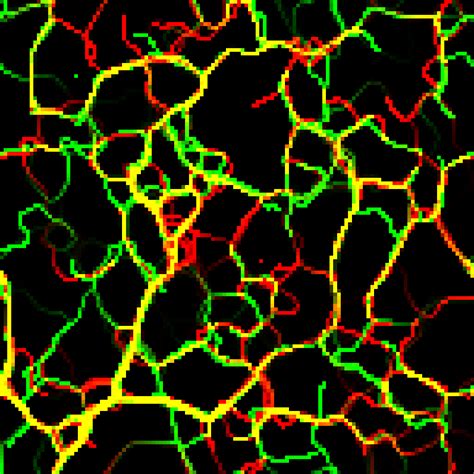 Agent Simulation With Webgpu Notochord