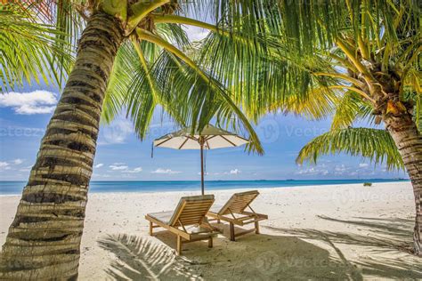 Tropical Beach Palm Trees