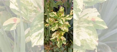 Садовые растения купить в Симферополе Товары для дома и дачи Авито