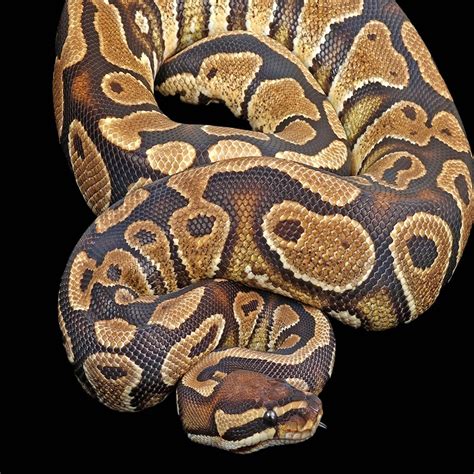 Venda De Cobras Píton Legalizadas Criadouro De Serpentes