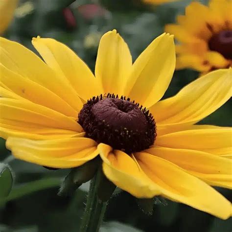 Rudbeckia Sunbeckia Black Eyed Susan Maya Plant Buy Now Ladybird