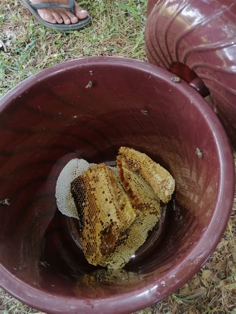 Workshop Superbox Maintenance Honey Extraction Techniques And Queen Bee Capturing