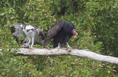 Earth And Space News American Turkey Vulture Habitats Brown Body Ground Nest White Egg