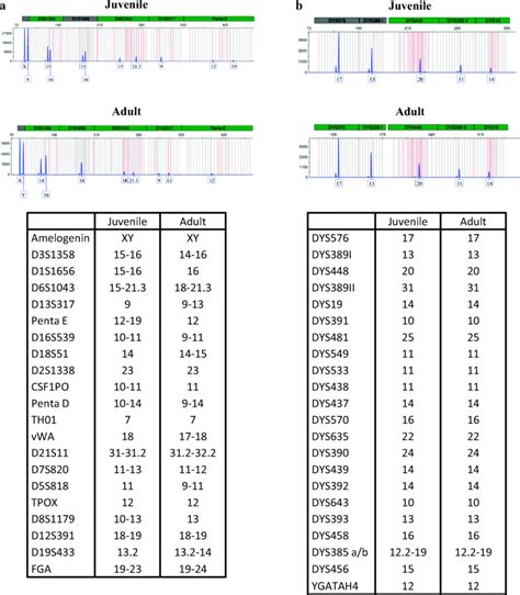 Autosomal And Y Chromosome Str Profiles Representative Fragments Of