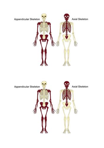 Unit 1 Btec National Sport Teaching Resources